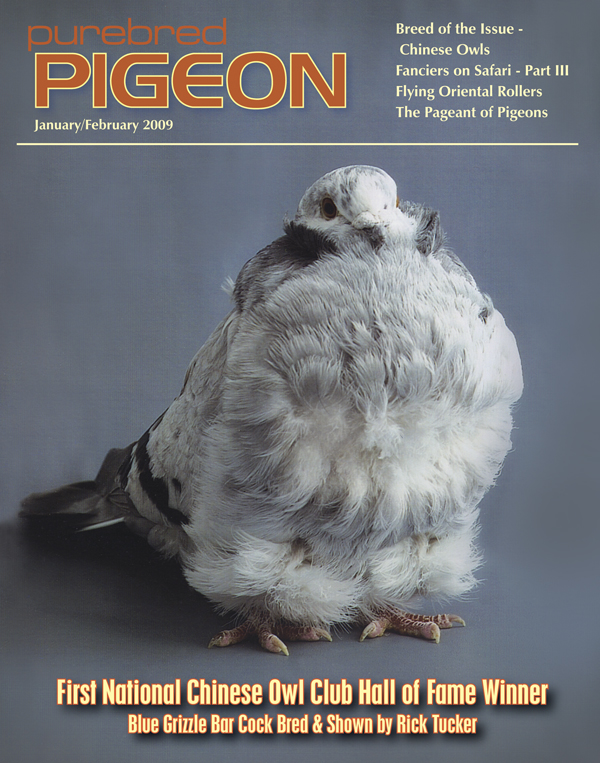 Pigeon Magazine | Show Pigeons | Performing Pigeons | Racing Pigeons ...
