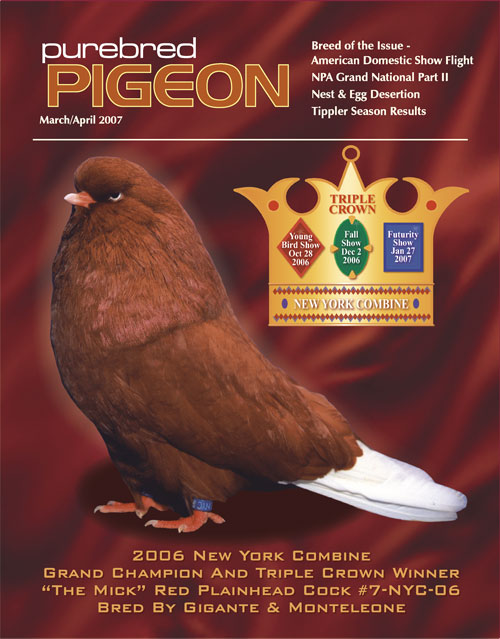 Pigeon Magazine | Show Pigeons | Performing Pigeons | Racing Pigeons ...