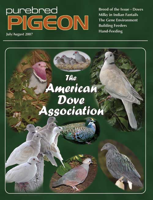 Pigeon Magazine | Show Pigeons | Performing Pigeons | Racing Pigeons ...