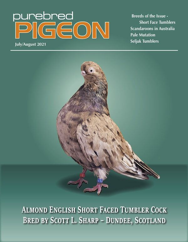 Pigeon Magazine | Fancy Pigeons | Performing Pigeons | Racing Pigeons ...