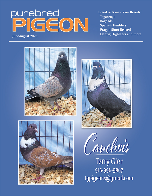 Pigeon Magazine | Show Pigeons | Performing Pigeons | Racing Pigeons ...