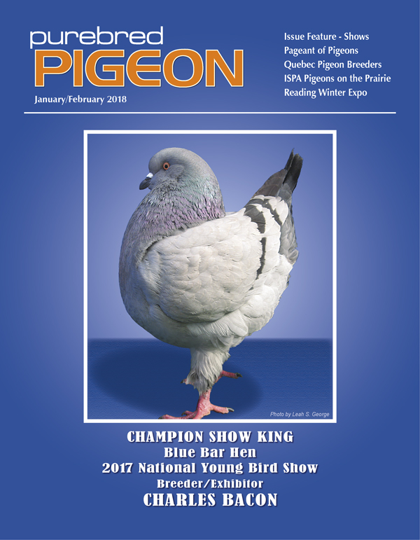 Pigeon Magazine | Show Pigeons | Performing Pigeons | Racing Pigeons ...