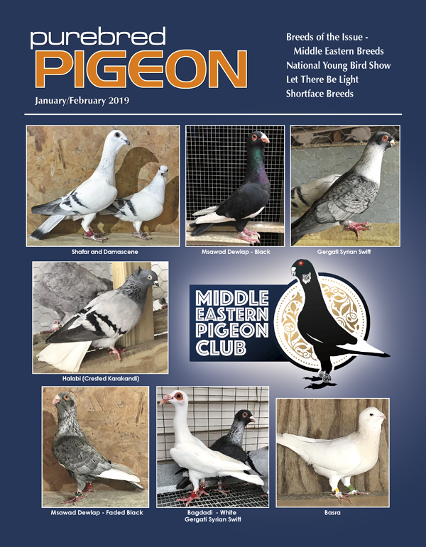 Pigeon Magazine | Show Pigeons | Performing Pigeons | Racing Pigeons ...