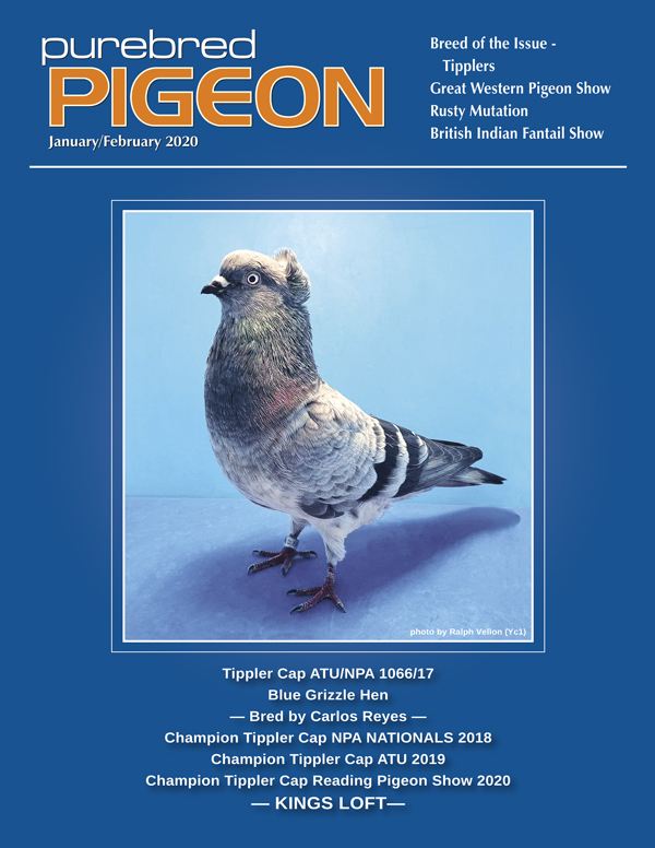 Pigeon Magazine | Fancy Pigeons | Performing Pigeons | Racing Pigeons ...