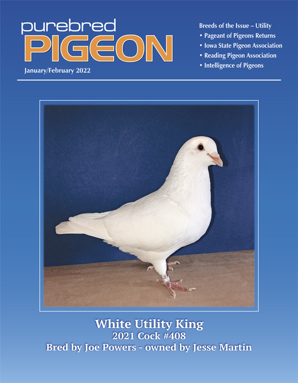 Pigeon Magazine | Show Pigeons | Performing Pigeons | Racing Pigeons ...