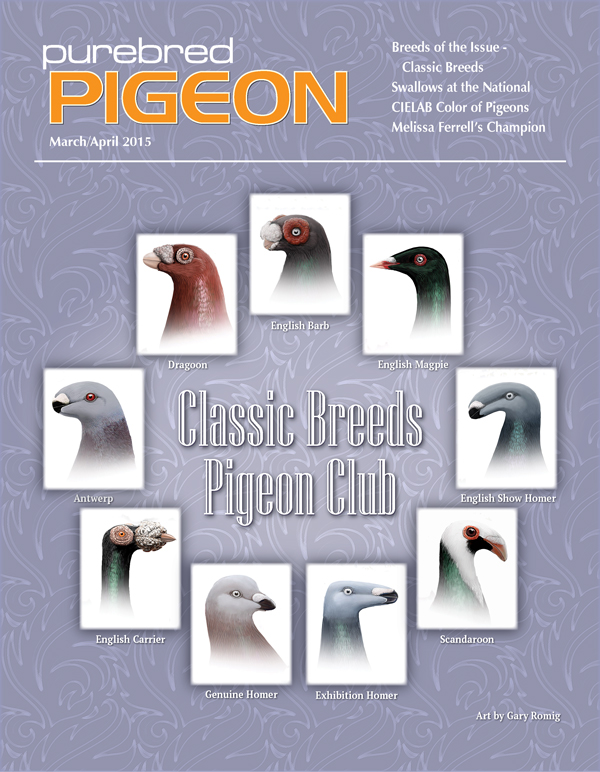 Pigeon Magazine | Show Pigeons | Performing Pigeons | Racing Pigeons ...