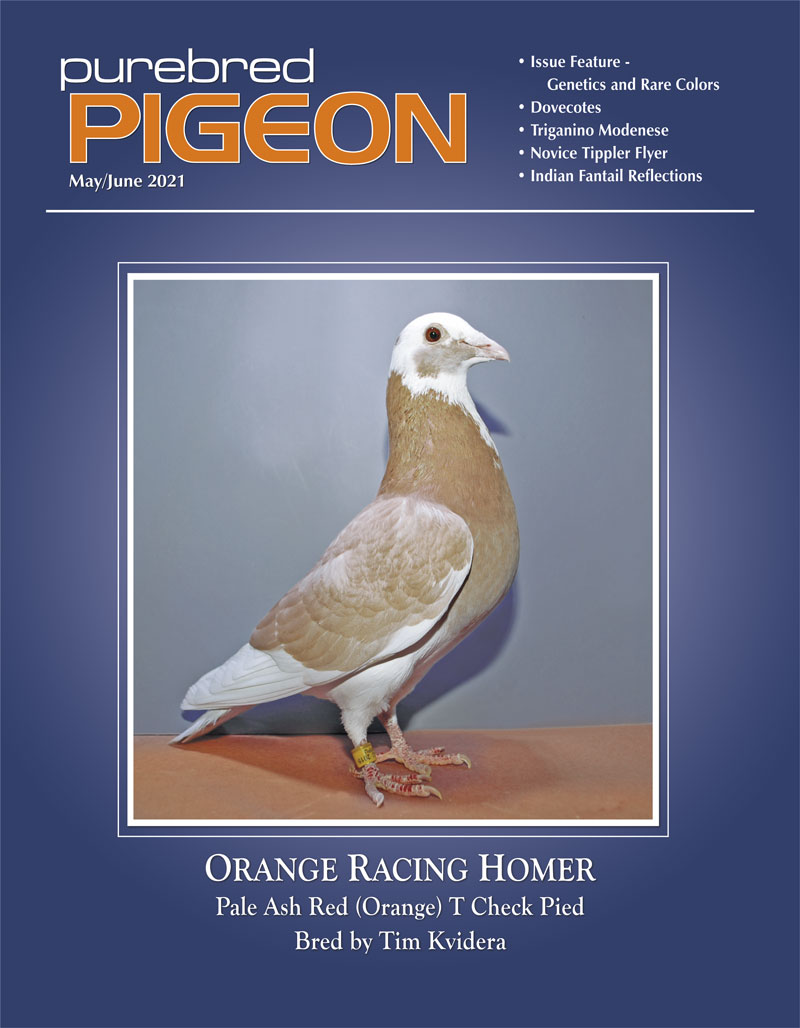 Pigeon Magazine | Show Pigeons | Performing Pigeons | Racing Pigeons ...