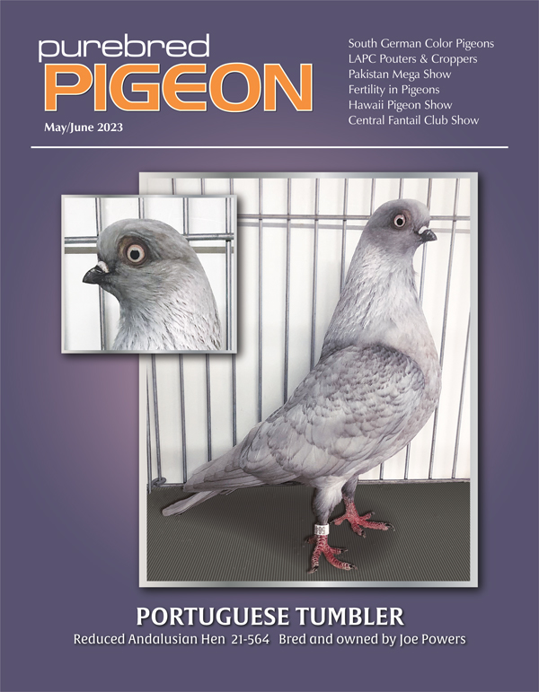 Pigeon Magazine | Fancy Pigeons | Performing Pigeons | Racing Pigeons ...