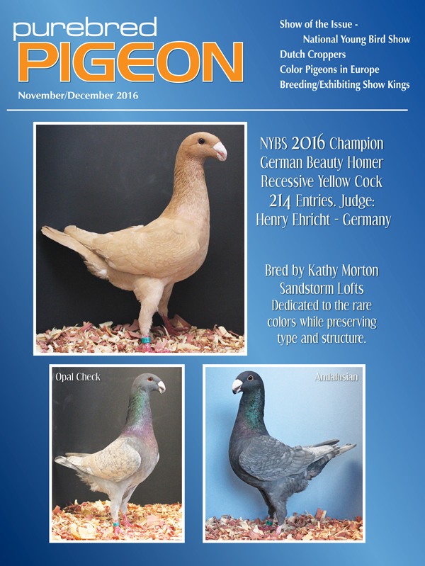 Pigeon Magazine | Show Pigeons | Performing Pigeons | Racing Pigeons ...