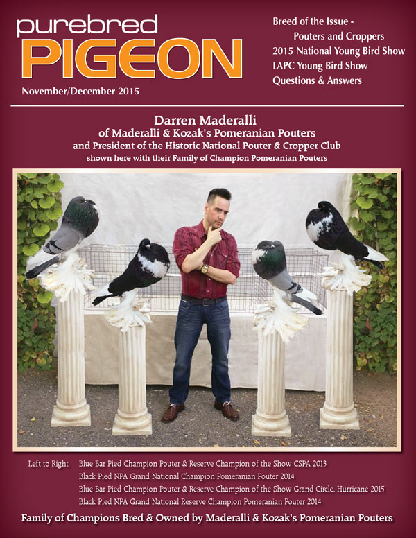 Pigeon Magazine | Show Pigeons | Performing Pigeons | Racing Pigeons ...