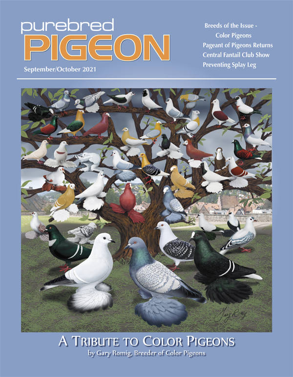 Pigeon Magazine | Show Pigeons | Performing Pigeons | Racing Pigeons ...