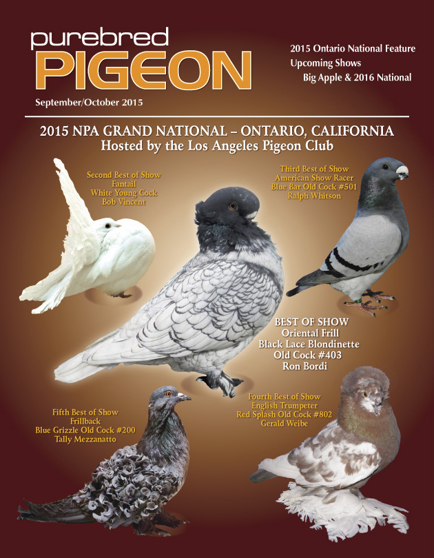 Pigeon Magazine | Show Pigeons | Performing Pigeons | Racing Pigeons ...