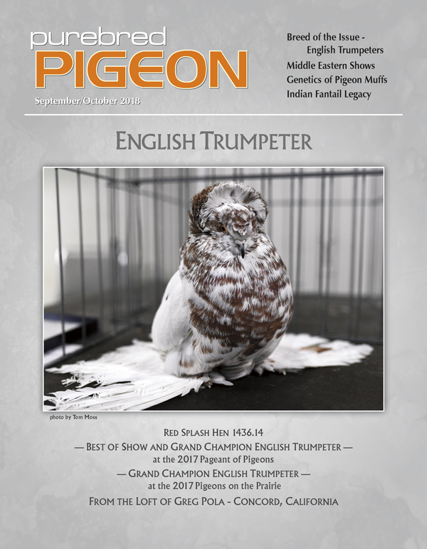 Pigeon Magazine | Show Pigeons | Performing Pigeons | Racing Pigeons ...